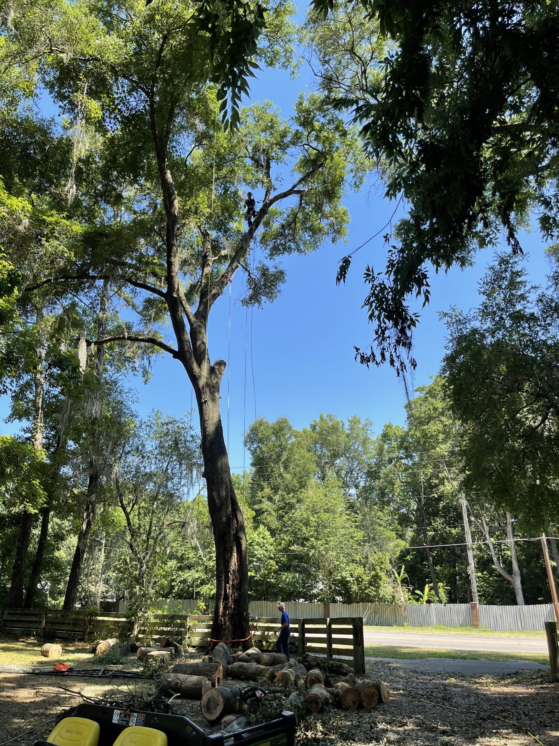 Tree Trimming and Removal in Gainesville - Silver Leaf Tree Service